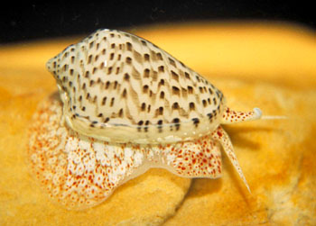 弓舌总科 Toxoglossa 蓝色动物学（中国动物学科普）